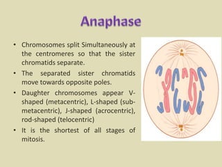 Mitosis | PPTX