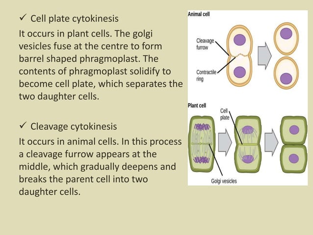 Mitosis | PPTX