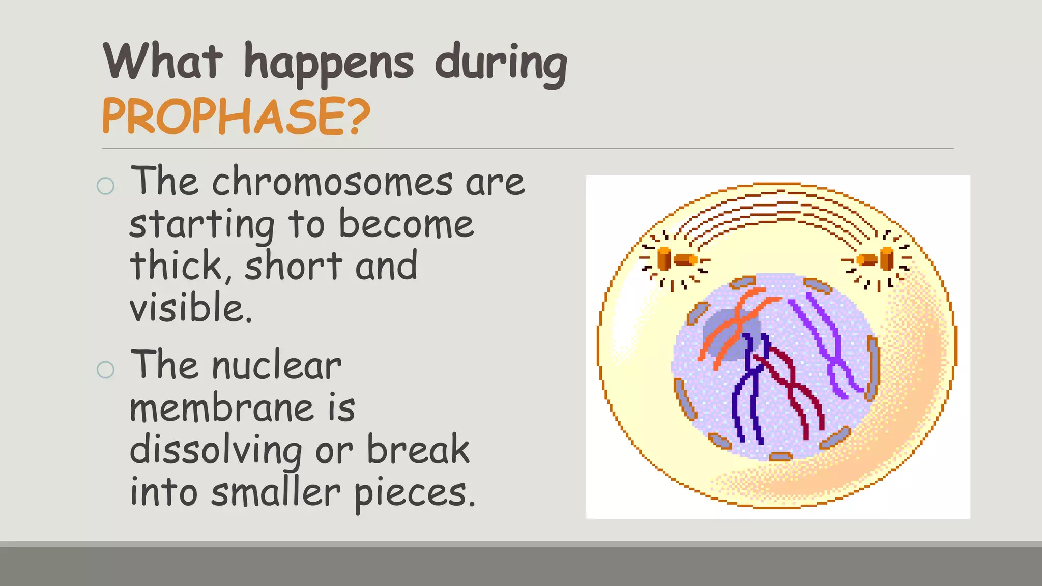 Mitosis for Your Final Demo | PPTX