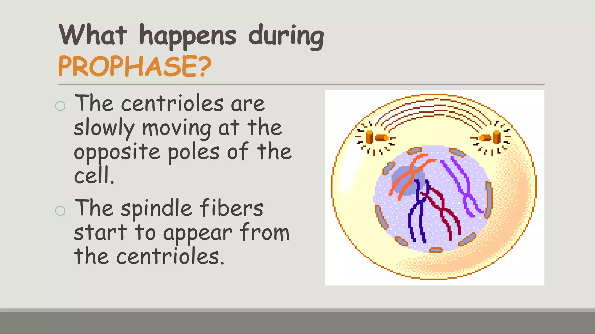 Mitosis for Your Final Demo | PPTX