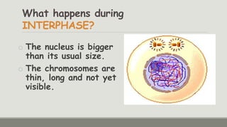 Mitosis for Your Final Demo | PPTX
