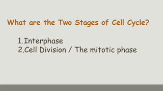 Mitosis for Your Final Demo | PPTX