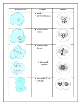 Onion Root Tip Diagram