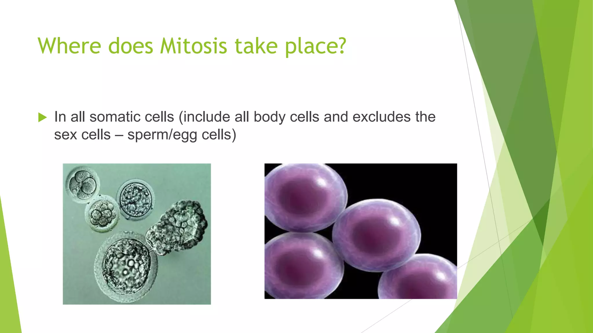 Mitosis | PPT
