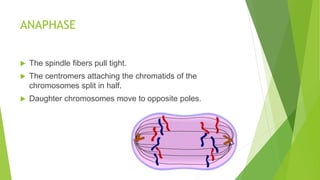 Mitosis | PPT