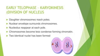 Mitosis | PPT