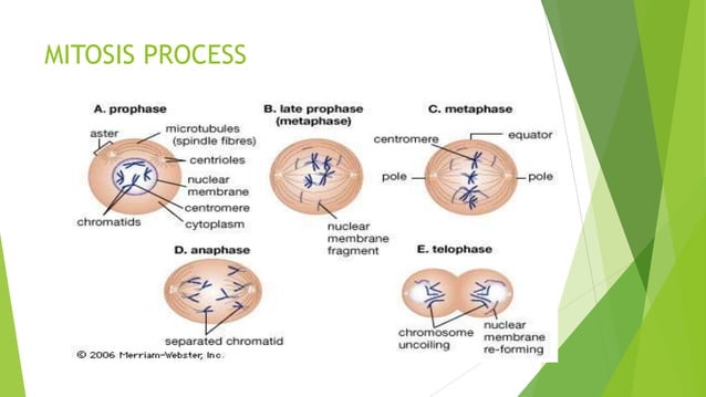 Mitosis | PPT
