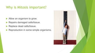 Mitosis | PPT