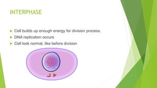 Mitosis | PPT