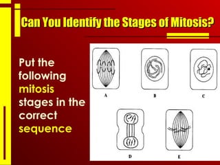 Mitosis | PPT