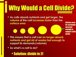 Mitosis | PPT