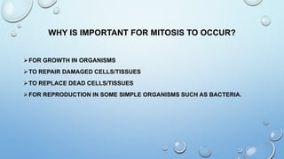 Mitosis | PPT