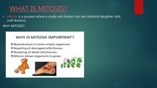 Mitosis | PPTX