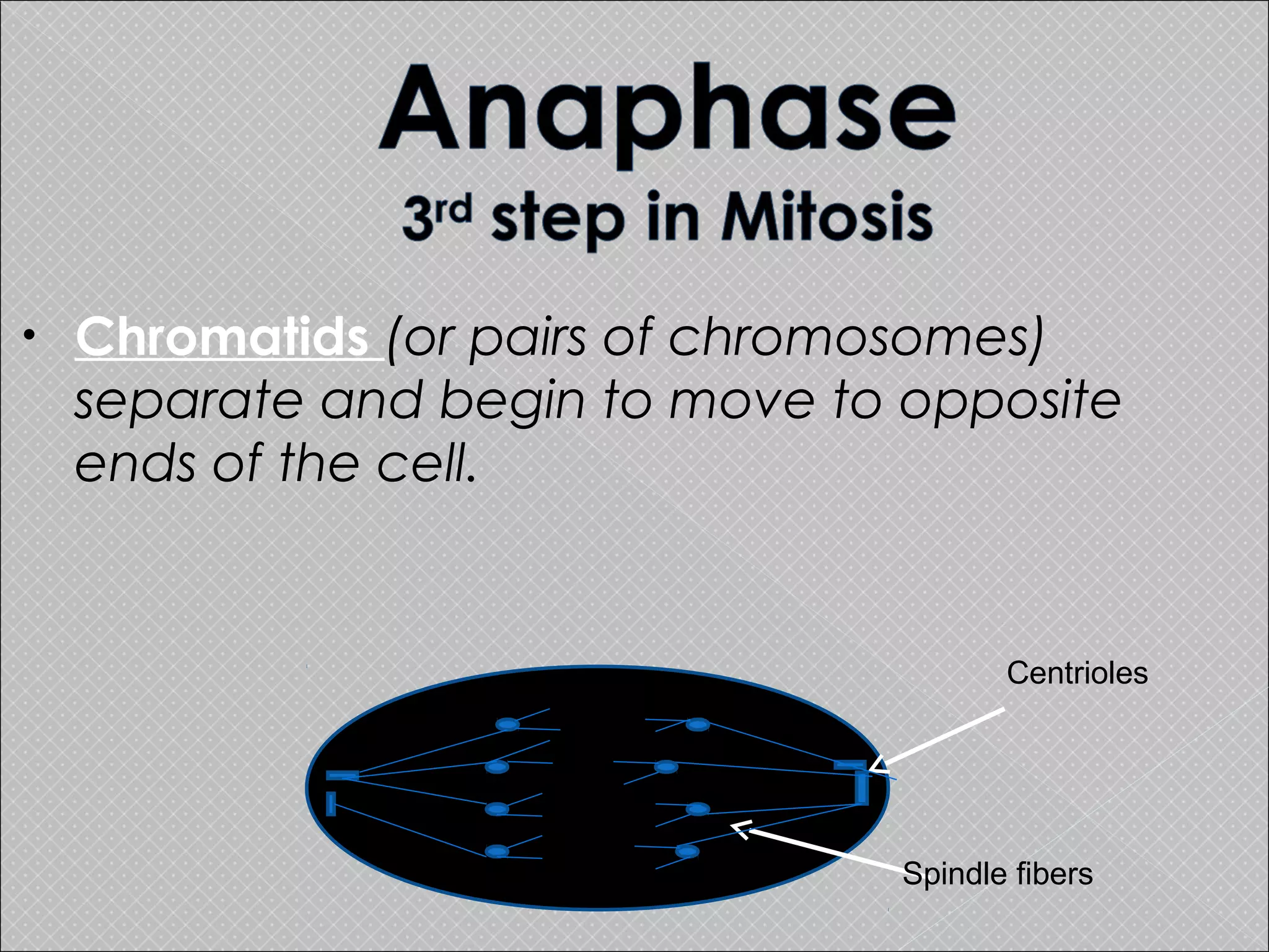 Mitosis | PPT
