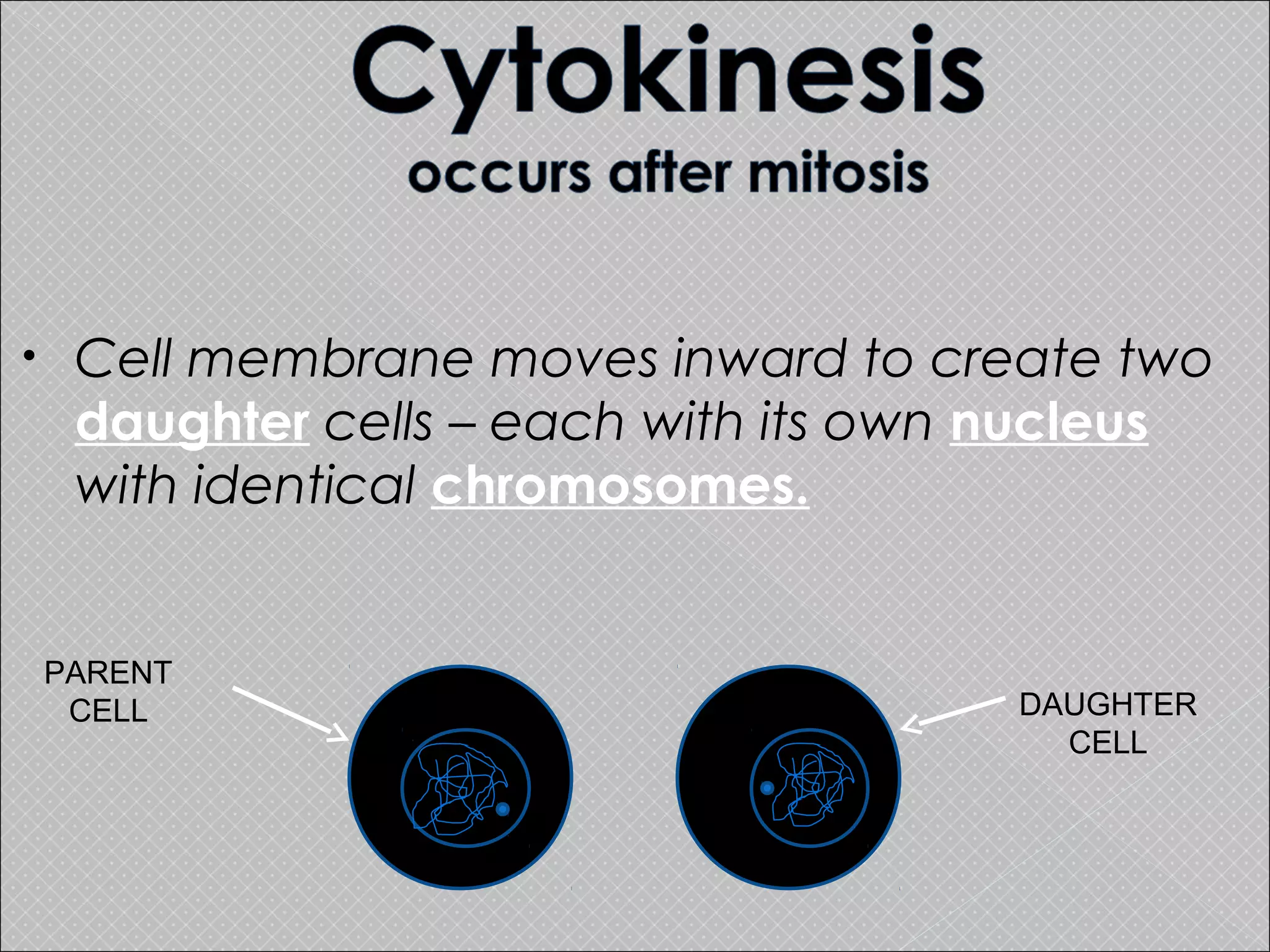 Mitosis | PPT