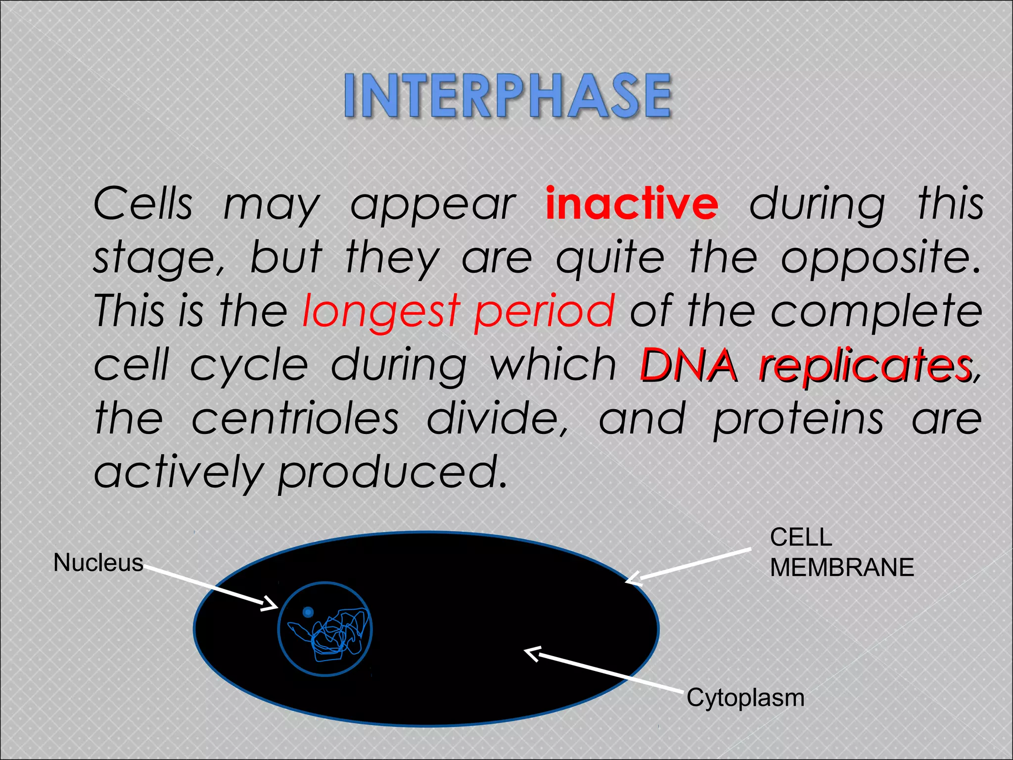Mitosis | PPT