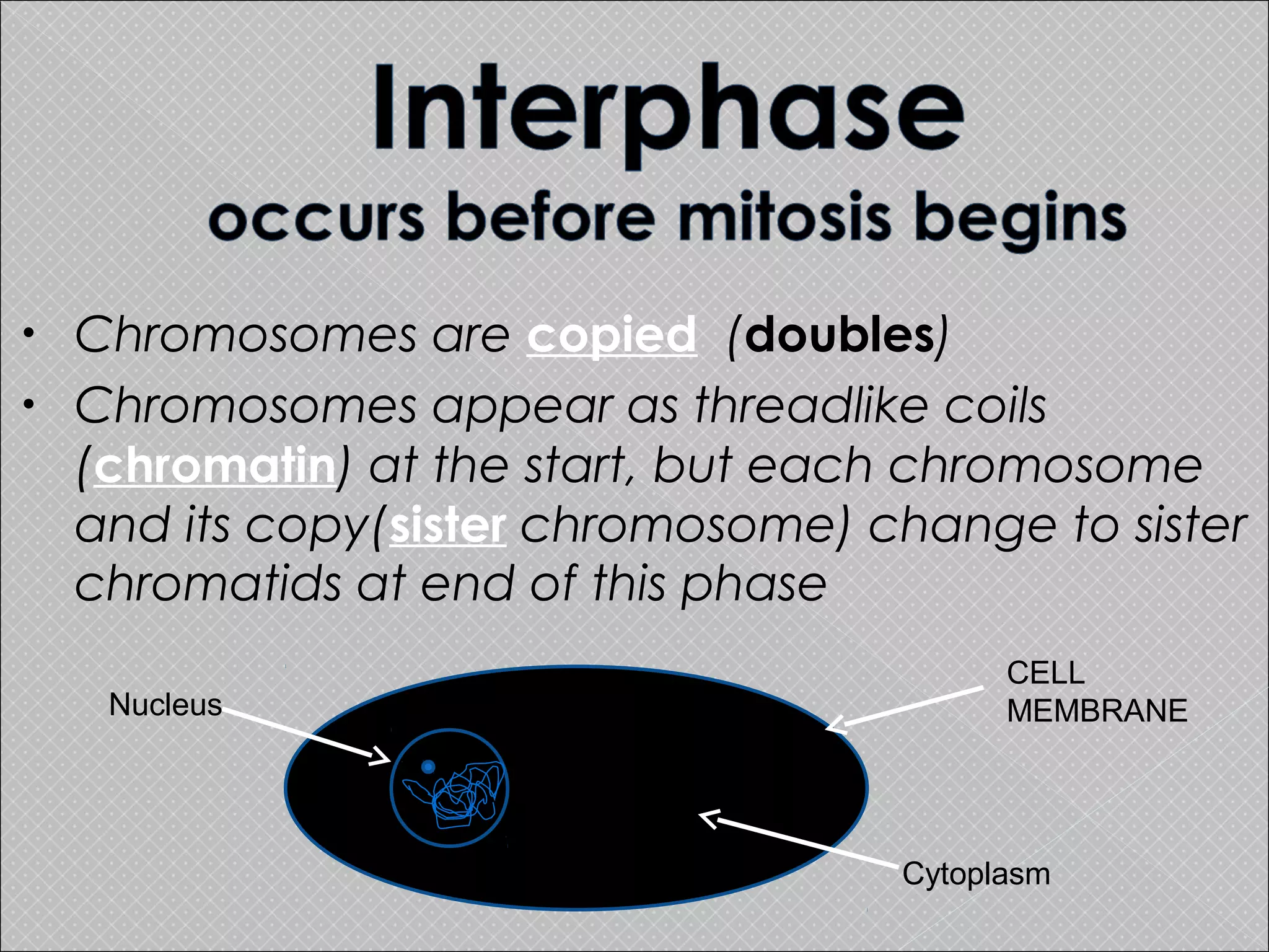 Mitosis | PPT