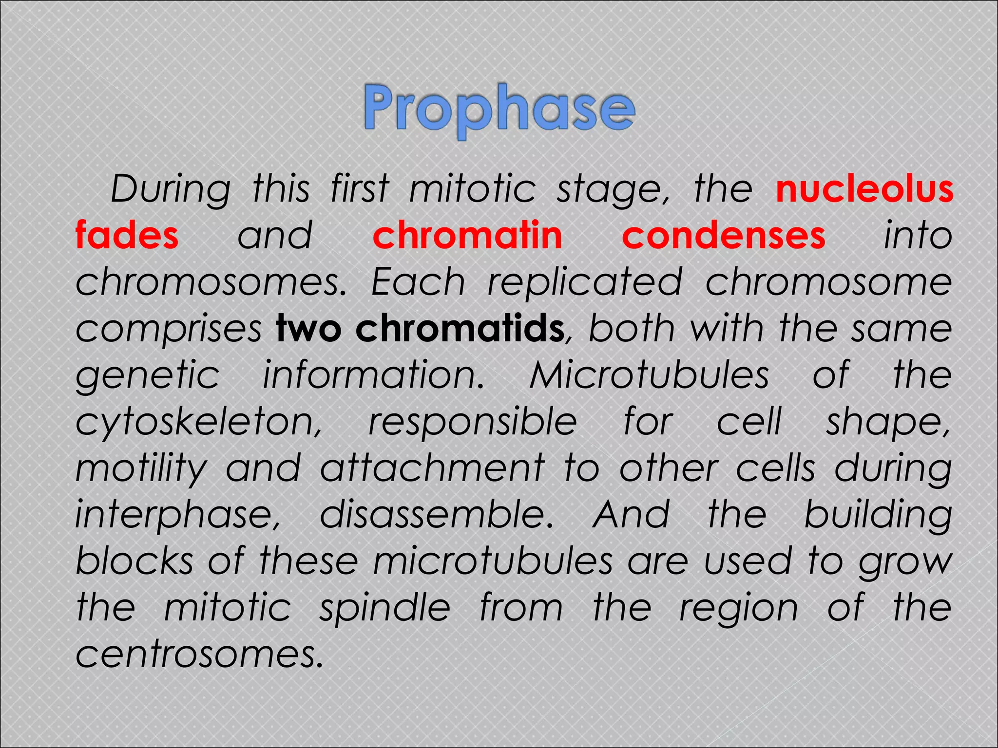Mitosis | PPT