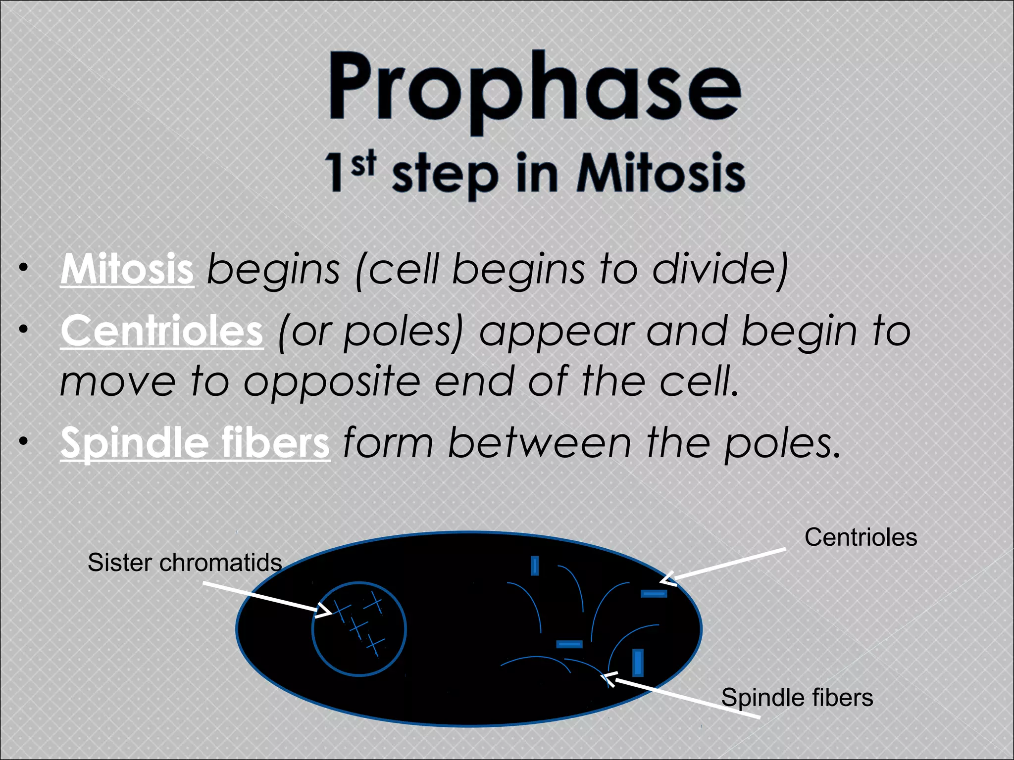 Mitosis | PPT