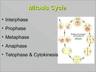 Mitosis | PPT