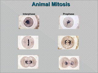 Interphase Of Mitosis Slide