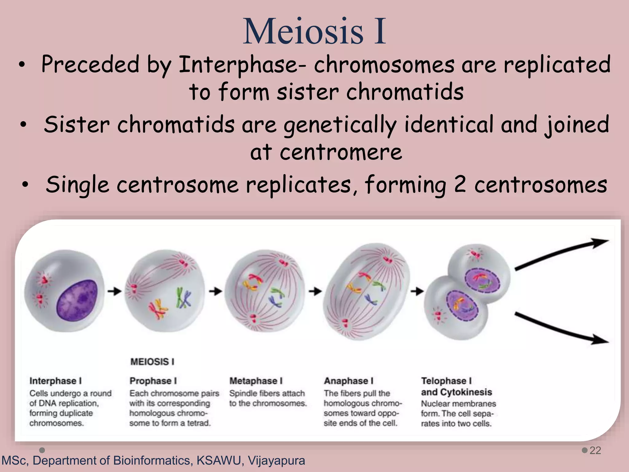 @ cell cycle - mitosis and meiosis (mnusratgulbarga@gmail.com) | PPT