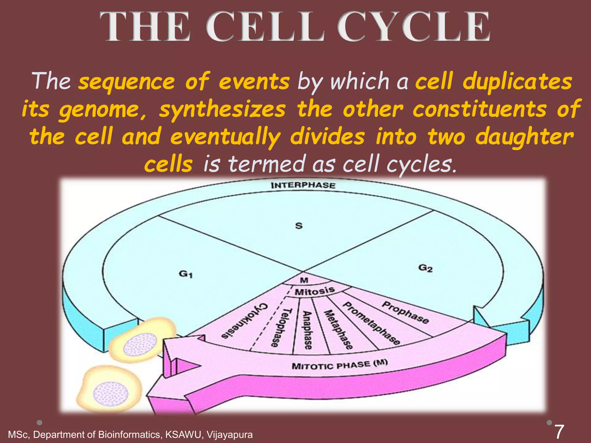 @ cell cycle - mitosis and meiosis (mnusratgulbarga@gmail.com) | PPT