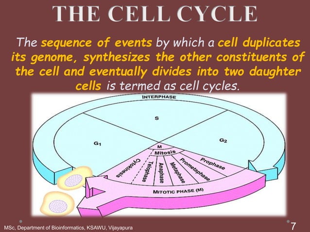 @ cell cycle - mitosis and meiosis (mnusratgulbarga@gmail.com) | PPT