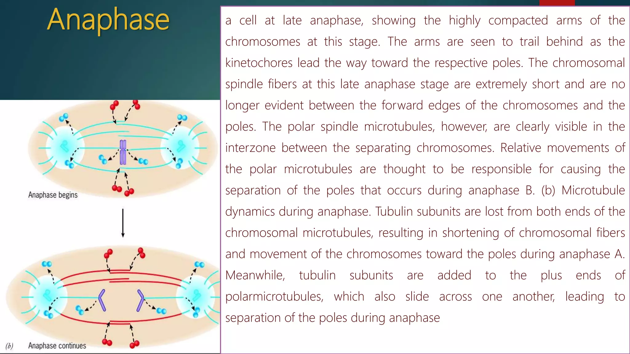 Mitosis cell division | PPTX