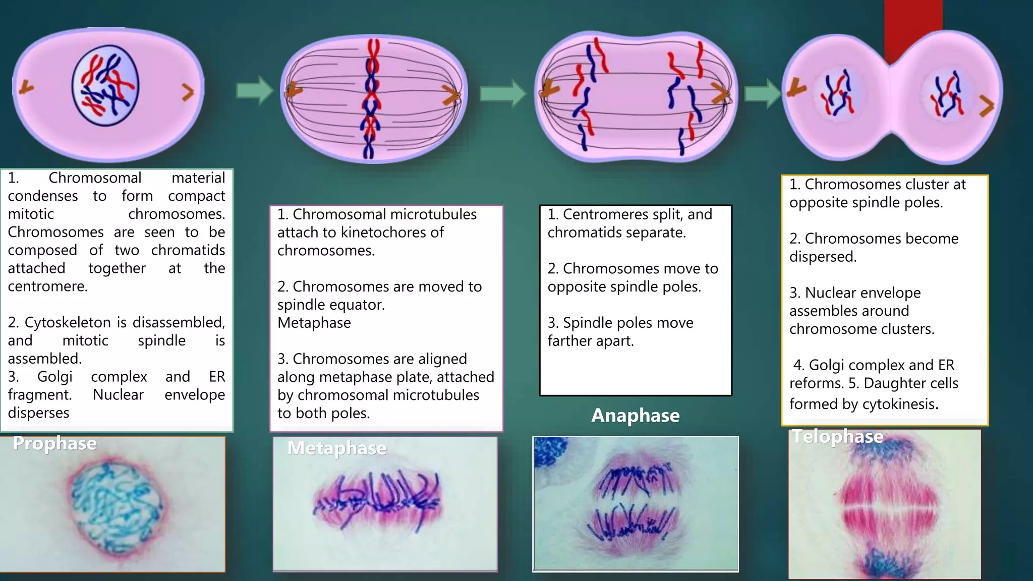 Mitosis cell division | PPTX