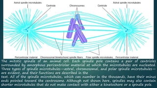 Mitosis cell division | PPTX