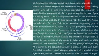 Mitosis cell division | PPTX
