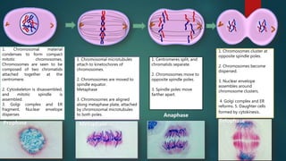 Mitosis cell division | PPTX