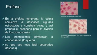 Mitosis | PPTX