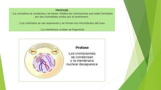 Mitosis | PPTX