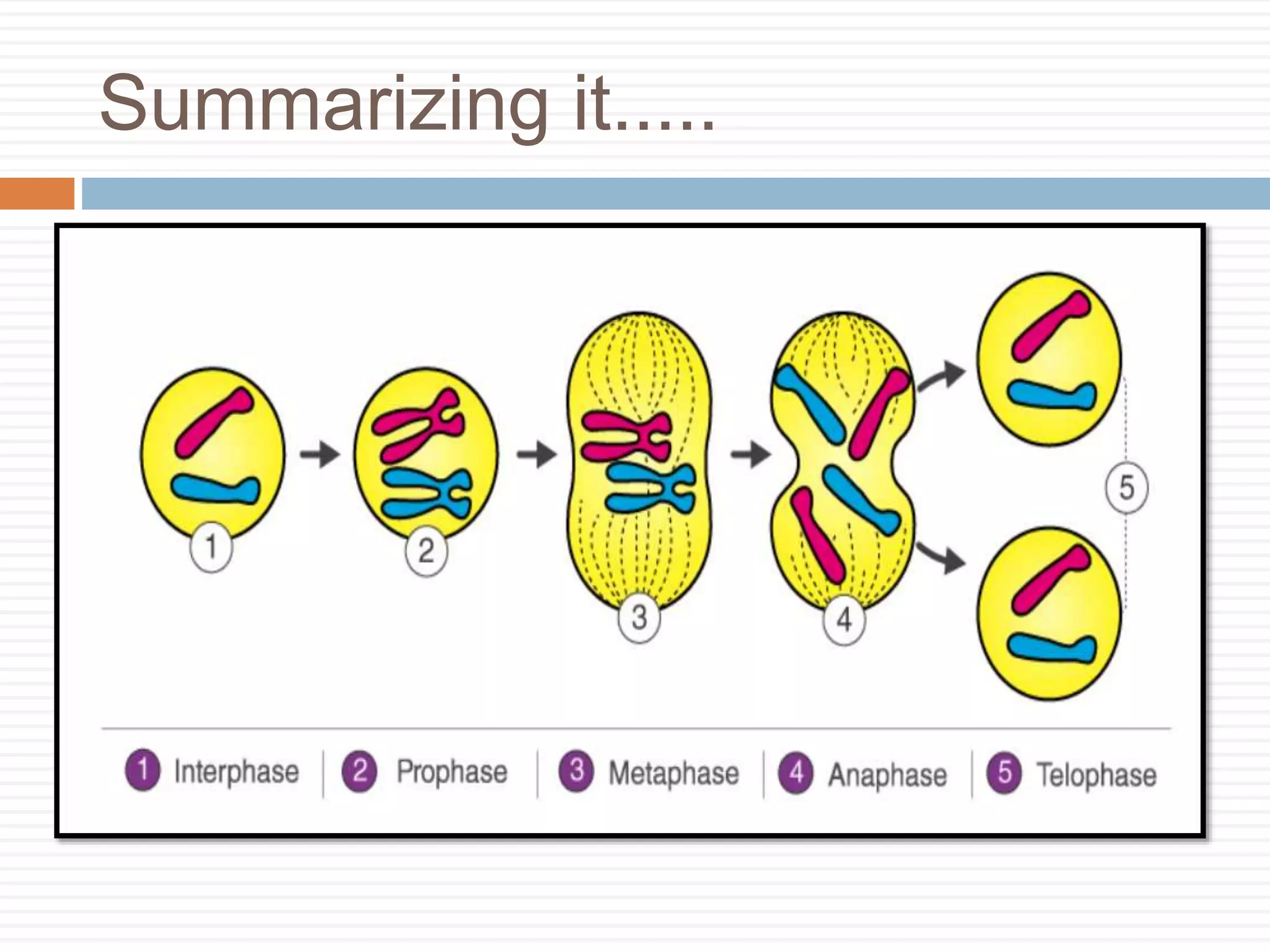 Mitosis-the equational division | PPTX