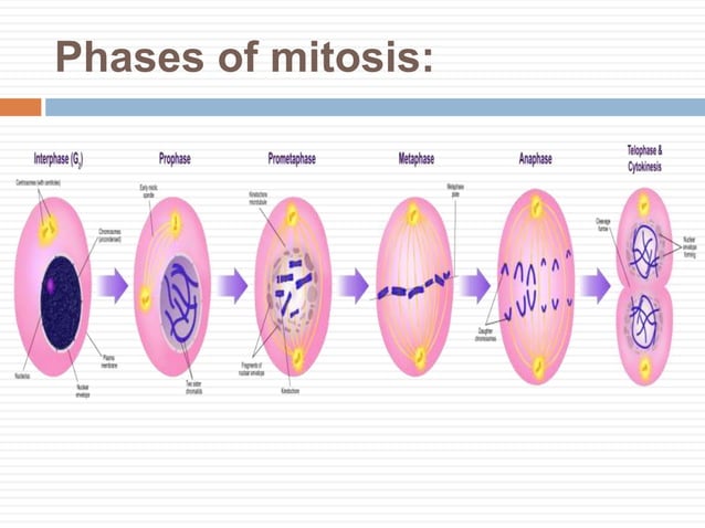 Mitosis-the equational division | PPTX