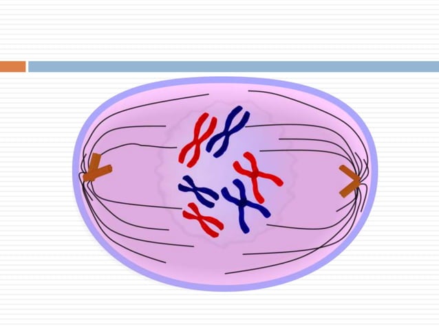 Mitosis-the equational division | PPTX