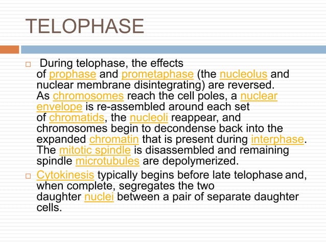 Mitosis-the equational division | PPTX