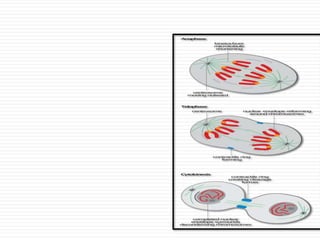 Mitosis-the equational division | PPTX