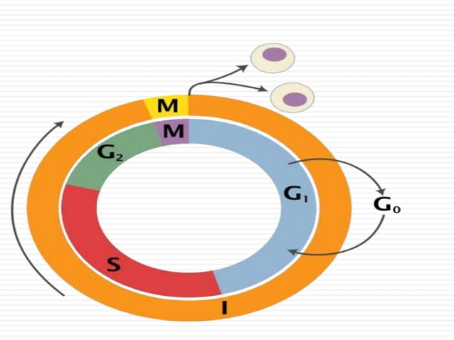 Mitosis-the equational division | PPTX