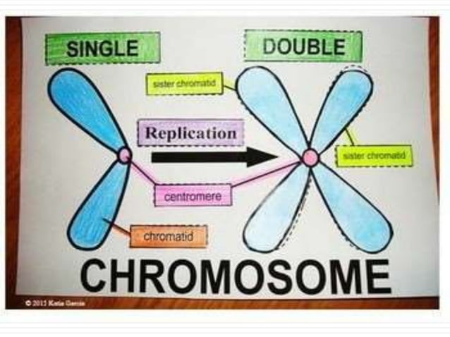 Mitosis-the equational division | PPTX