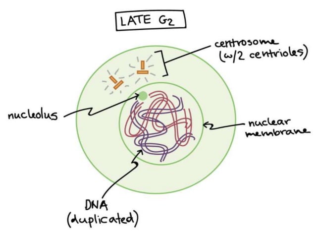 Mitosis-the equational division | PPTX