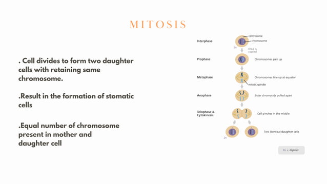 Mitosis .pdf | Biological Sciences | Science
