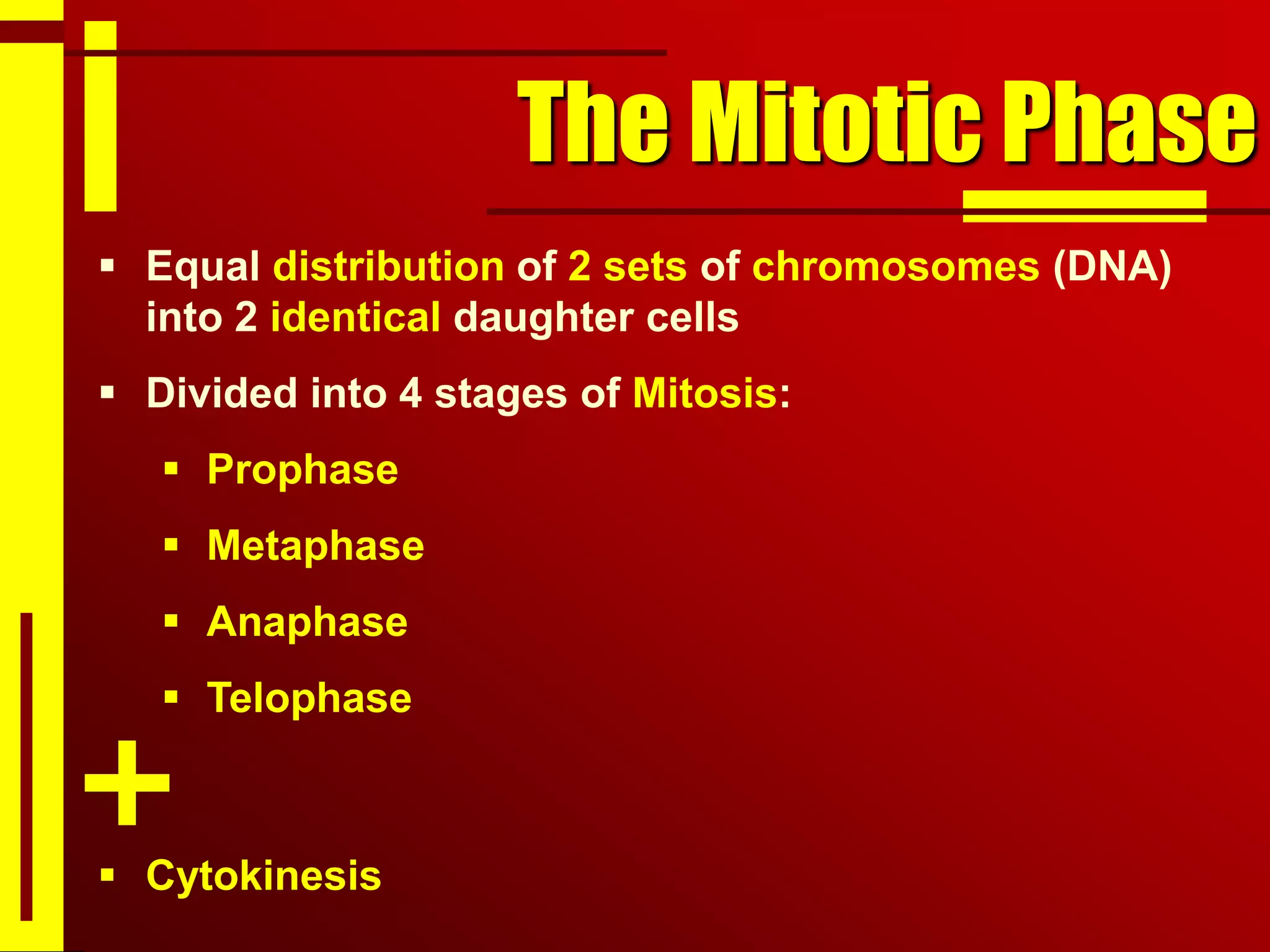 Mitosis.ppt | Free Download