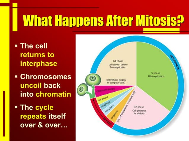 Mitosis.ppt