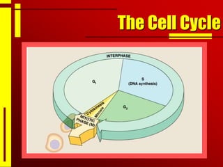 Mitosis.ppt