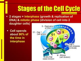 Mitosis.ppt