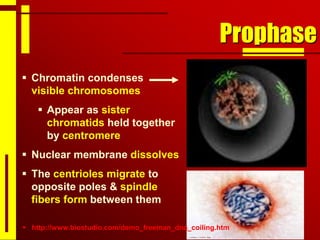 Mitosis.ppt