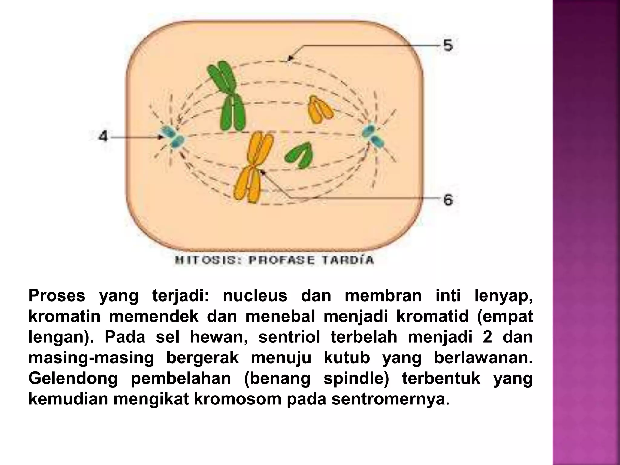 MITOSIS.pptx